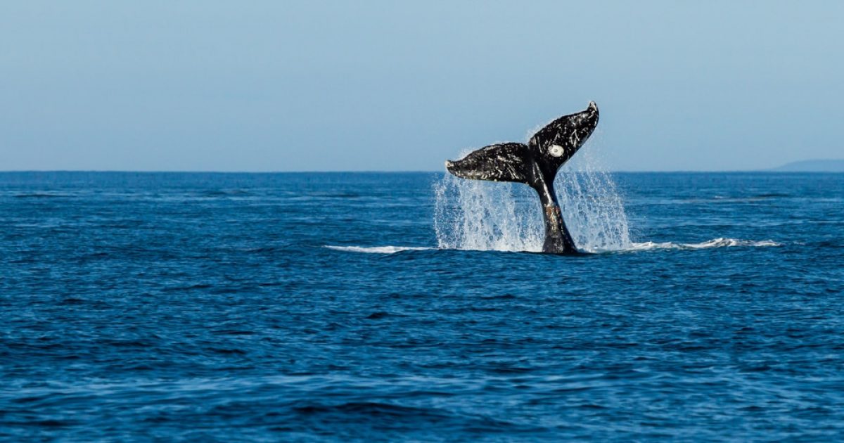 Things To Do In Kodiak | Our Guide To The City's Best… | ALASKA.ORG