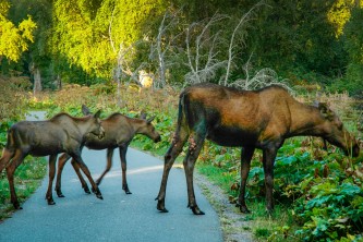 Alaska Moose Viewing | Parks, Trails and Other Hot Spots | ALASKA.ORG