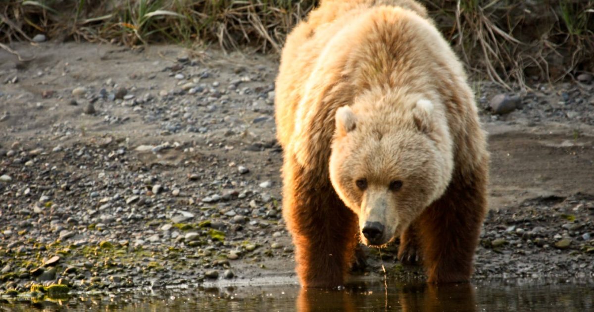 How To Identify Alaska's Bears | ALASKA.ORG