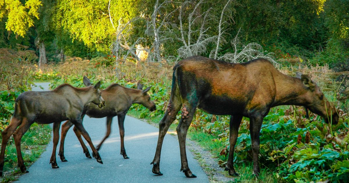 Moose Courtesy | ALASKA.ORG