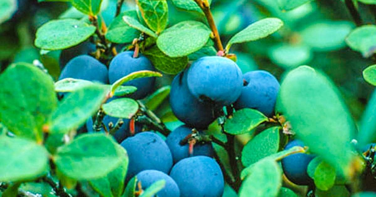 Berry Picking | What To Look For & What To Avoid | ALASKA.ORG
