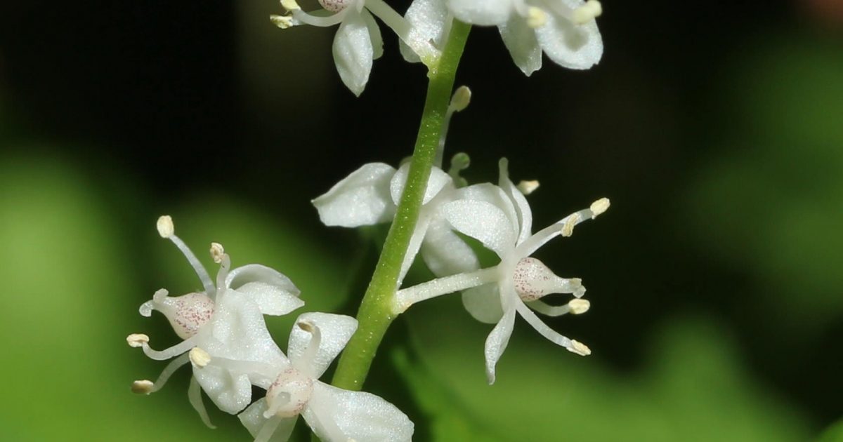 Deerberry | ALASKA.ORG