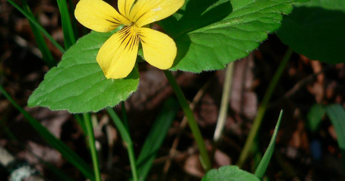 Stream Violet | ALASKA.ORG