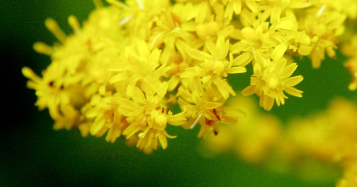 Canada Goldenrod | ALASKA.ORG