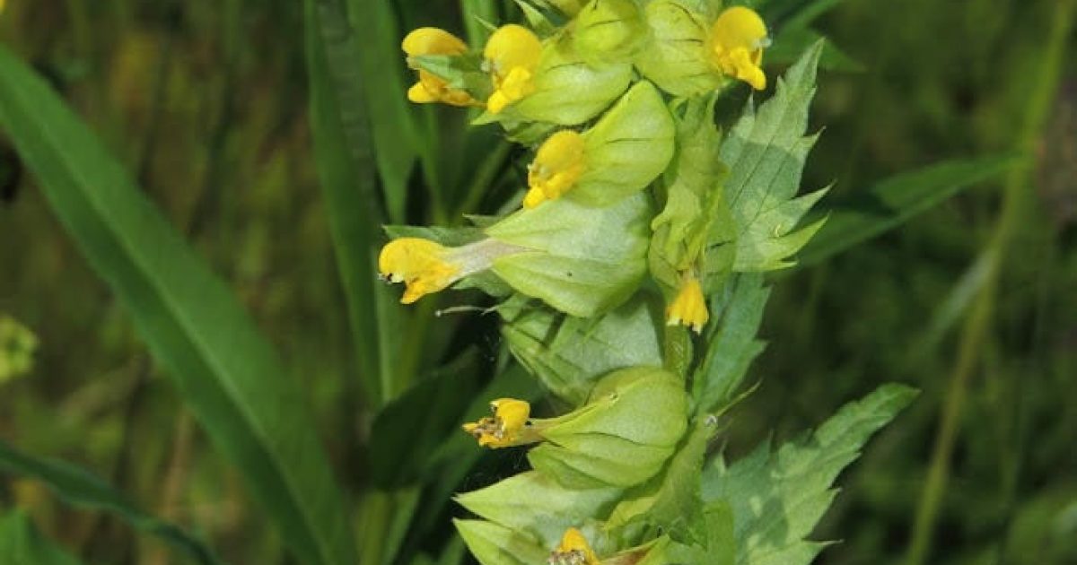 Monkey Flower | ALASKA.ORG