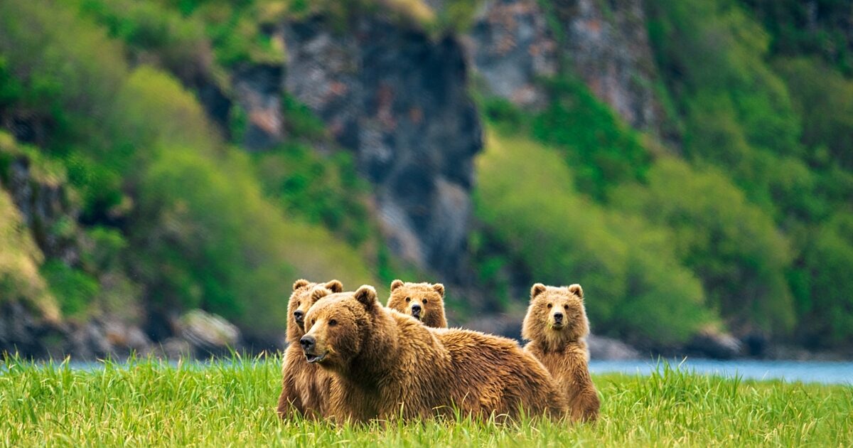 Alaska Bear Viewing Guide | ALASKA.ORG