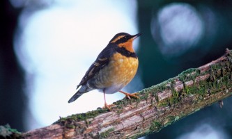 Alaska Birds | Facts & Photos of Alaska's Bird Species | ALASKA.ORG