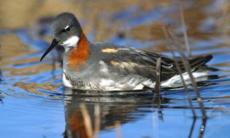 Alaska Birds | Facts & Photos of Alaska's Bird Species | ALASKA.ORG
