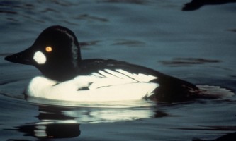 Alaska Birds | Facts & Photos of Alaska's Bird Species | ALASKA.ORG