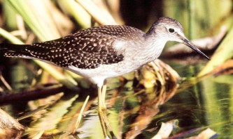 Alaska Birds | Facts & Photos of Alaska's Bird Species | ALASKA.ORG