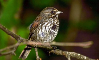 Alaska Birds | Facts & Photos of Alaska's Bird Species | ALASKA.ORG