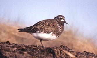 Alaska Birds | Facts & Photos of Alaska's Bird Species | ALASKA.ORG
