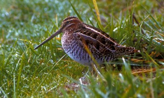 Alaska Birds | Facts & Photos of Alaska's Bird Species | ALASKA.ORG