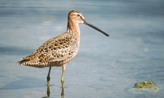 Alaska Birds | Facts & Photos of Alaska's Bird Species | ALASKA.ORG