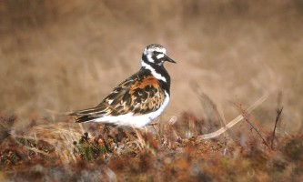 Alaska Birds | Facts & Photos of Alaska's Bird Species | ALASKA.ORG