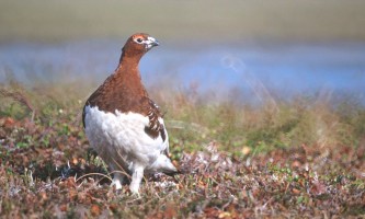 Alaska Birds | Facts & Photos of Alaska's Bird Species | ALASKA.ORG