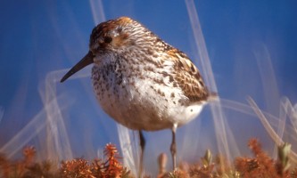 Alaska Birds | Facts & Photos of Alaska's Bird Species | ALASKA.ORG