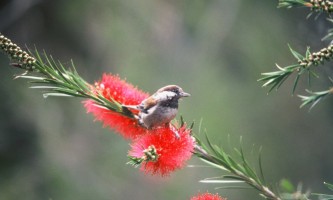Alaska Birds | Facts & Photos of Alaska's Bird Species | ALASKA.ORG
