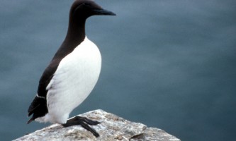 Alaska Birds | Facts & Photos of Alaska's Bird Species | ALASKA.ORG