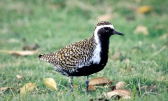Alaska Birds | Facts & Photos of Alaska's Bird Species | ALASKA.ORG