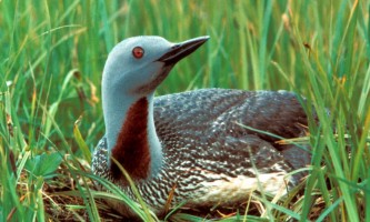 Alaska Birds | Facts & Photos of Alaska's Bird Species | ALASKA.ORG