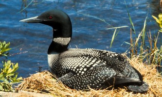 Alaska Birds | Facts & Photos of Alaska's Bird Species | ALASKA.ORG