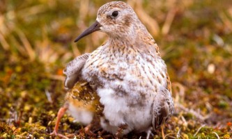 Alaska Birds | Facts & Photos of Alaska's Bird Species | ALASKA.ORG