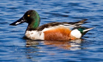 Alaska Birds | Facts & Photos of Alaska's Bird Species | ALASKA.ORG