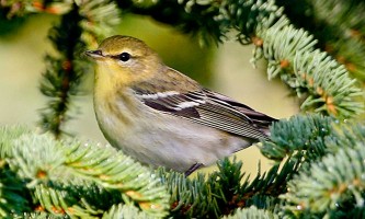 Alaska Birds | Facts & Photos of Alaska's Bird Species | ALASKA.ORG