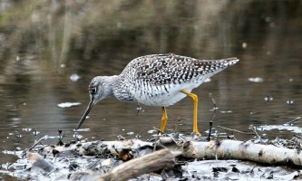 Alaska Birds | Facts & Photos of Alaska's Bird Species | ALASKA.ORG