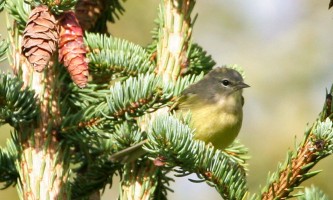 Alaska Birds | Facts & Photos of Alaska's Bird Species | ALASKA.ORG