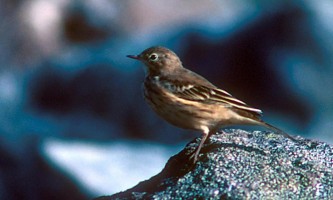Alaska Birds | Facts & Photos of Alaska's Bird Species | ALASKA.ORG