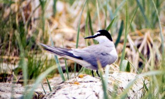 Alaska Birds | Facts & Photos of Alaska's Bird Species | ALASKA.ORG
