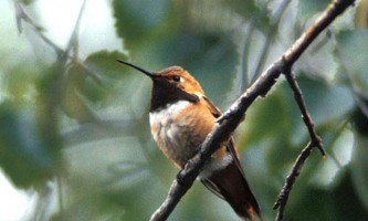 Alaska Birds | Facts & Photos of Alaska's Bird Species | ALASKA.ORG