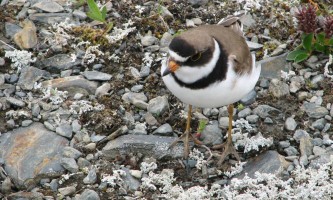 Alaska Birds | Facts & Photos of Alaska's Bird Species | ALASKA.ORG