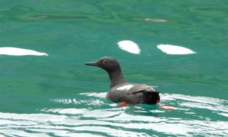 Alaska Birds | Facts & Photos of Alaska's Bird Species | ALASKA.ORG