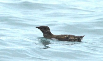 Alaska Birds | Facts & Photos of Alaska's Bird Species | ALASKA.ORG