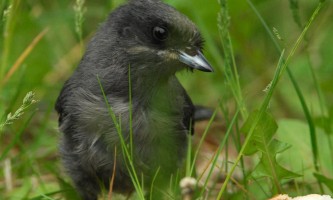 Alaska Birds | Facts & Photos of Alaska's Bird Species | ALASKA.ORG