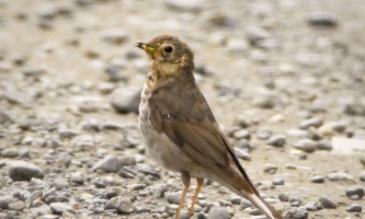 Alaska Birds | Facts & Photos of Alaska's Bird Species | ALASKA.ORG
