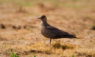 Alaska Birds | Facts & Photos of Alaska's Bird Species | ALASKA.ORG