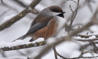 Alaska Birds | Facts & Photos of Alaska's Bird Species | ALASKA.ORG