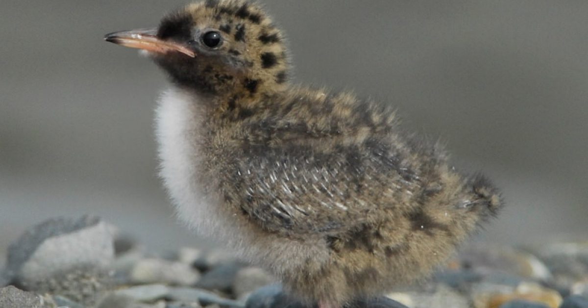 Arctic Tern | ALASKA.ORG