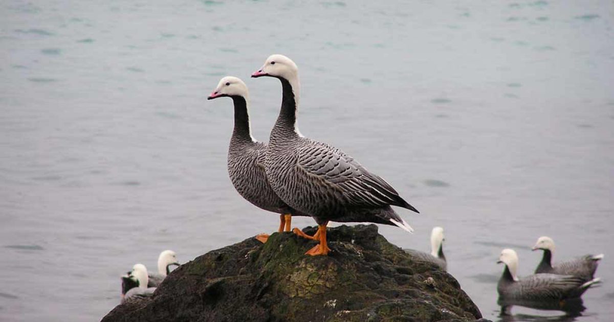 Emperor Goose | ALASKA.ORG