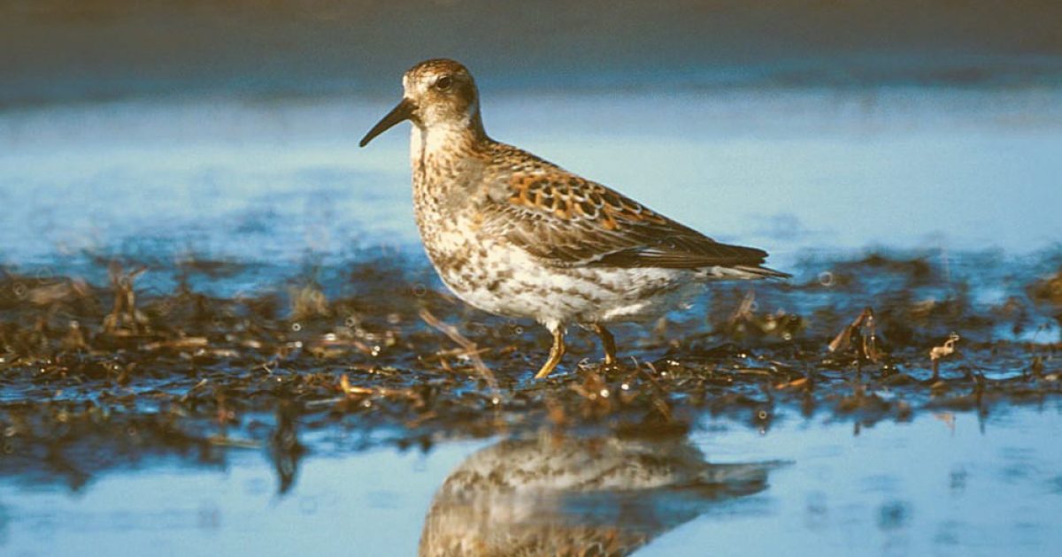 Rock Sandpiper | ALASKA.ORG