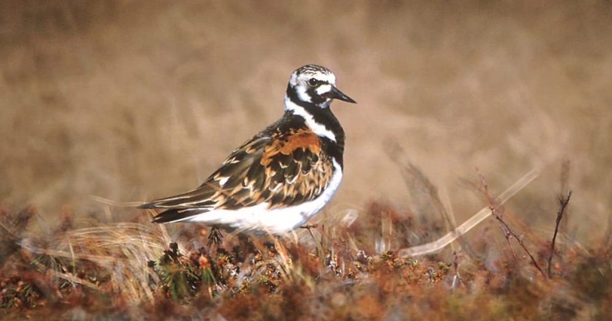 Ruddy Turnstone | ALASKA.ORG