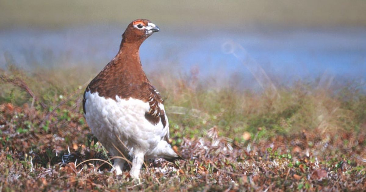 Willow Ptarmigan | ALASKA.ORG