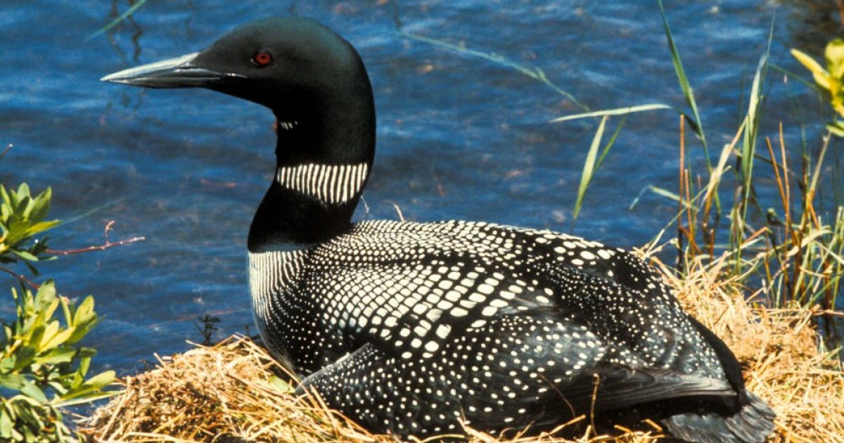 Common Loon | ALASKA.ORG