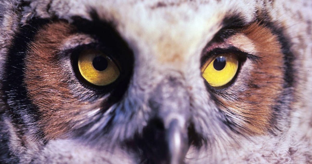 Alaska Birds | Facts & Photos of Alaska's Bird Species | ALASKA.ORG