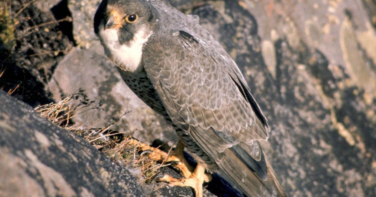 Peregrine Falcon | ALASKA.ORG