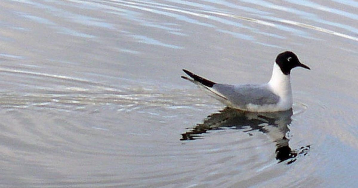 Bonaparte's Gull | ALASKA.ORG